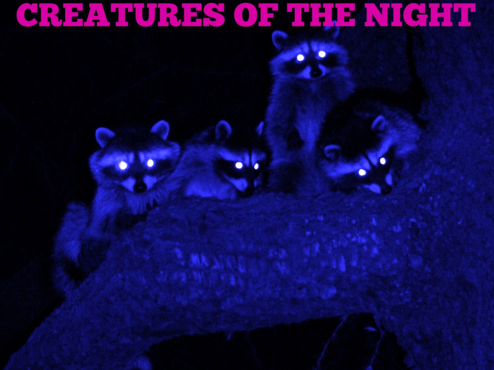 #567: Creatures of the Night | mikeladano.com