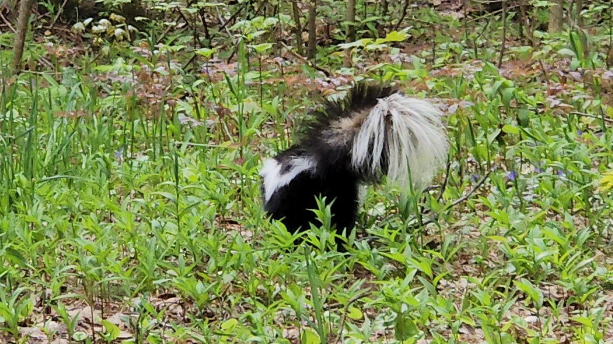 Sunday Chuckle: Skunked | mikeladano.com